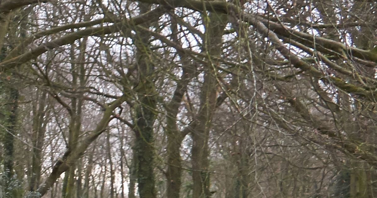 Dundridge Circular - Ramblers